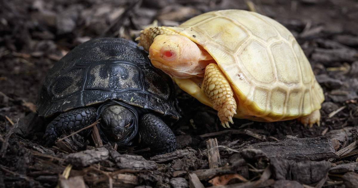 ¡Única en su especie! Nace la primera tortuga albina gigante de ...
