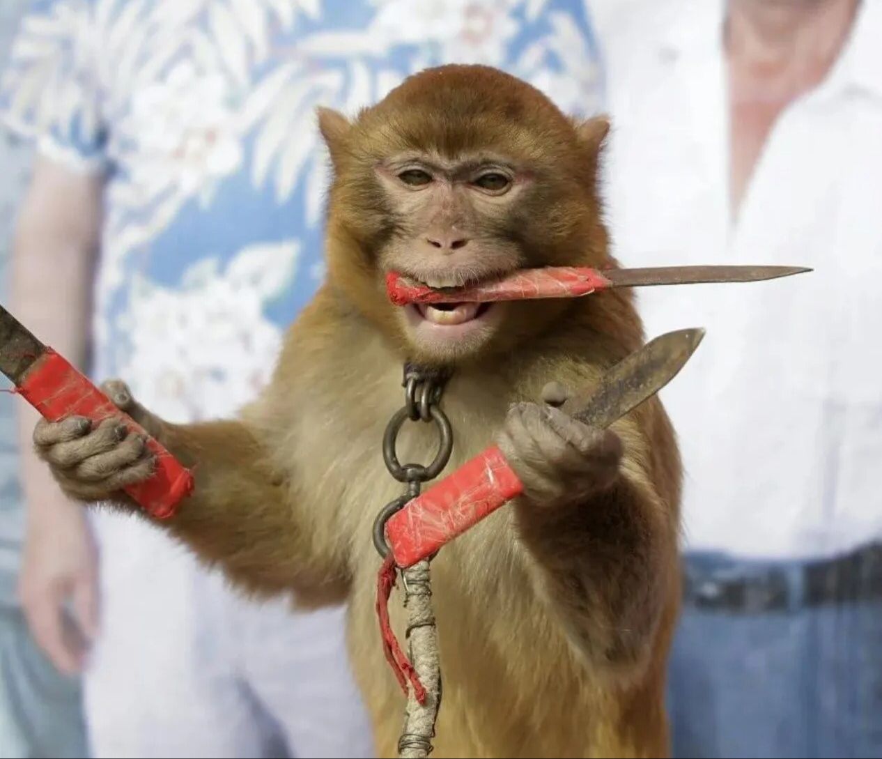 Mono armado con un cuchillo fue captado robando casas en Brasil