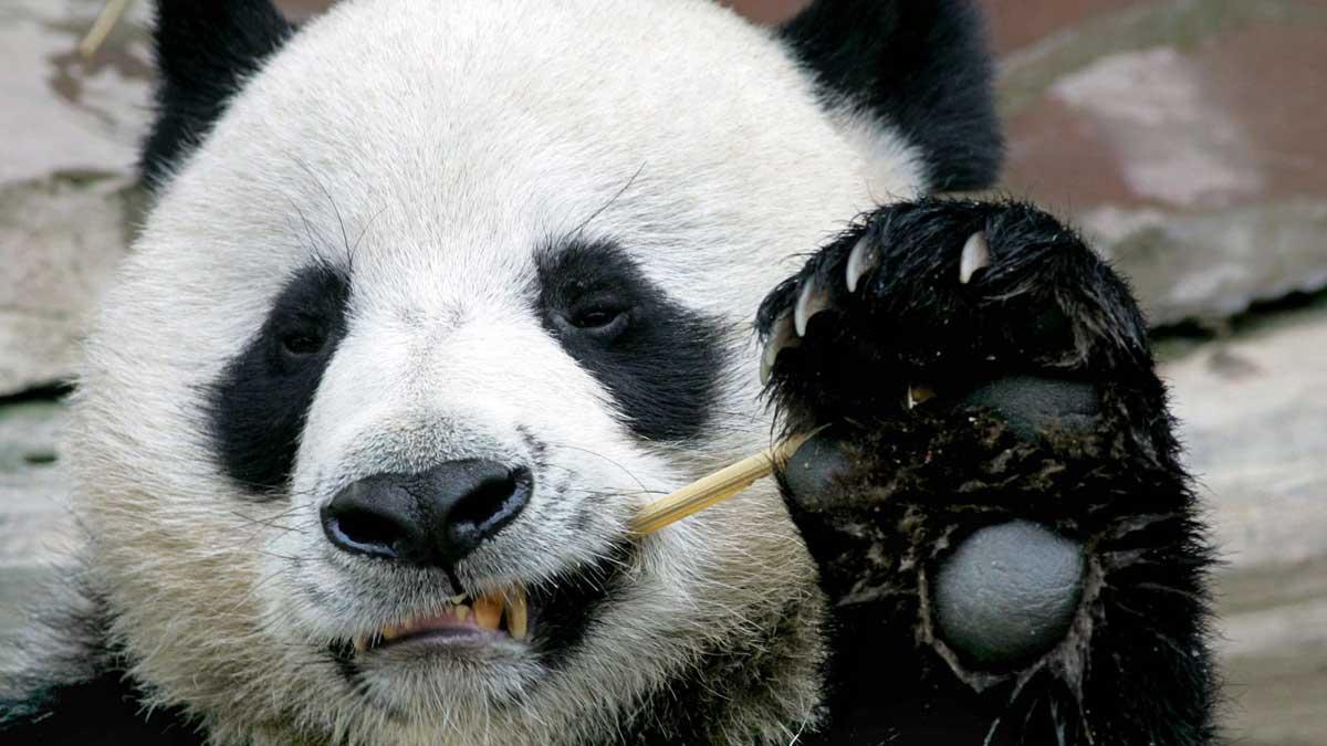 Muere Tan Tan, el panda más anciano de Japón, mientras esperaba su ...
