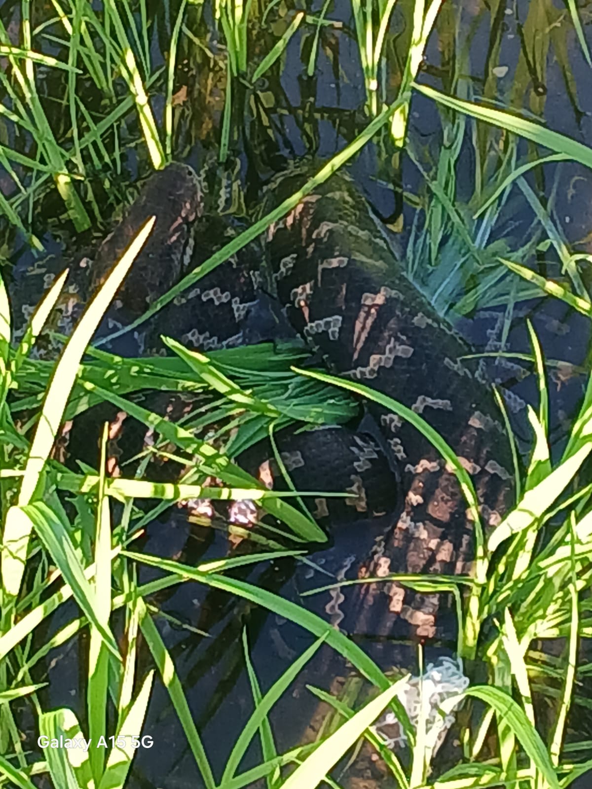 Agricultor halla culebra de gran tamaño en parcela